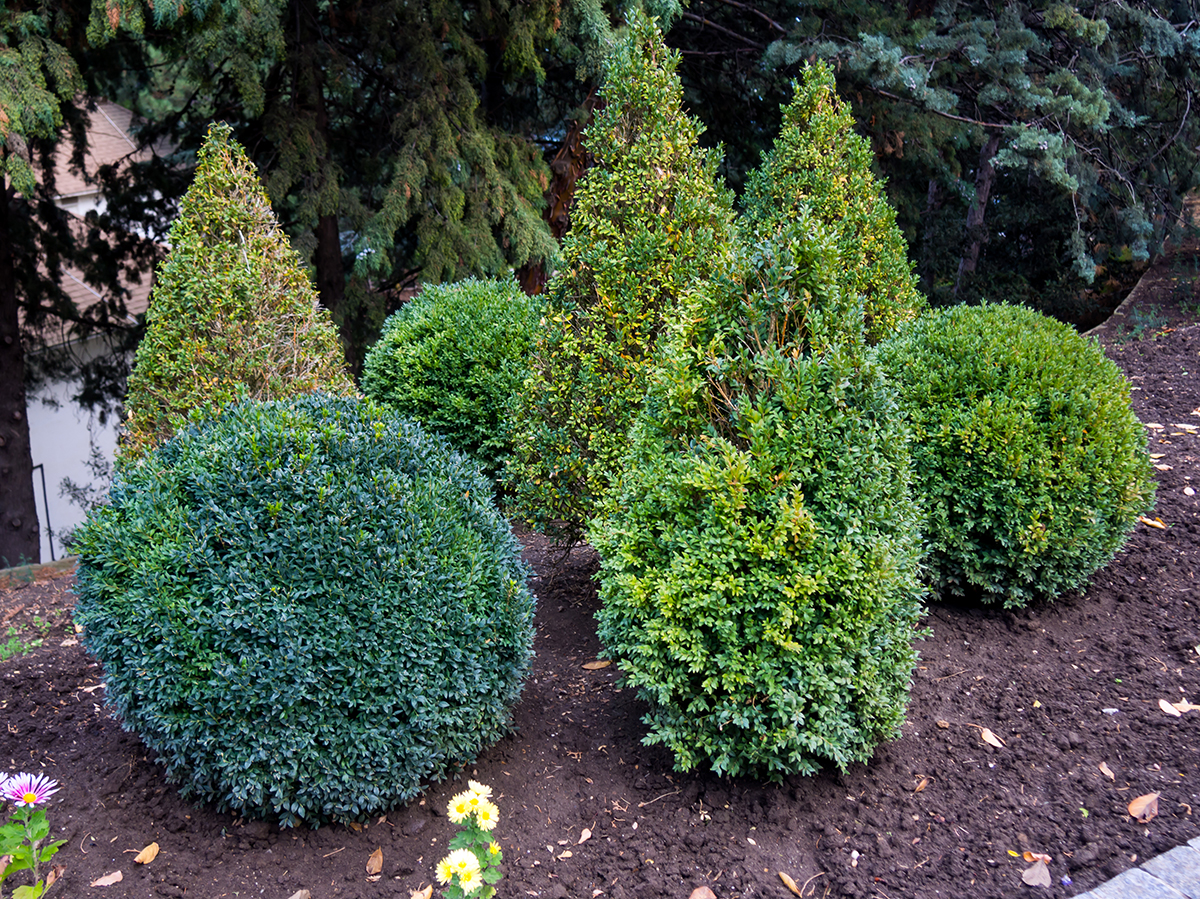 Commercial Property Cleanups & Shrub Pruning | Edward's Lawn